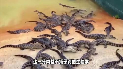 扬子鳄是两栖动物还是爬行动物?