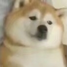 音时菌 
