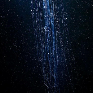 孙絲禹 