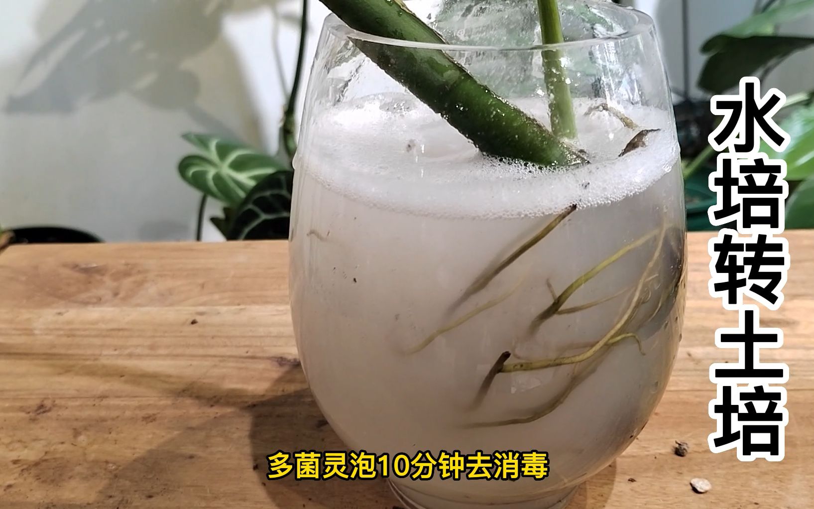水培植物转土培的注意事项