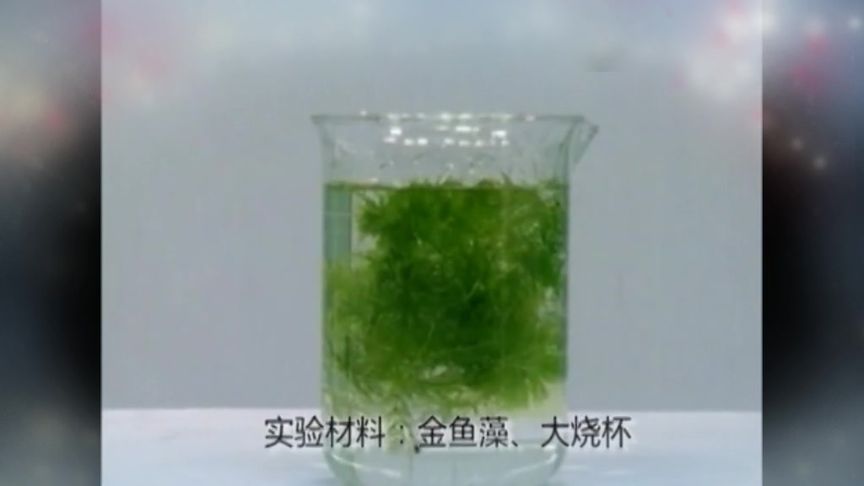 初中生物实验——光合作用产生氧气