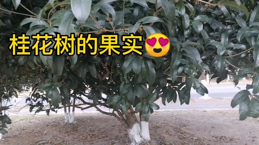 桂花树的果实,第一次看见,有点激动ߑ�ߑ�ߑ�ߘ�ߘ�ߘ
