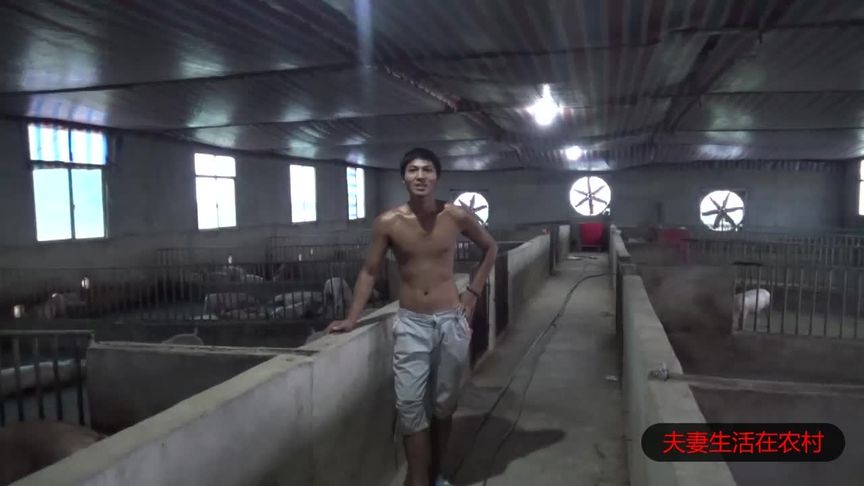 养猪户每天都这样消毒,难怪他的猪这么安全,你们学会了吗