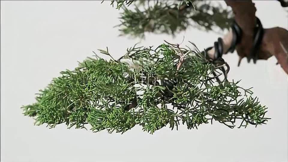 柏树蟠扎完成能值多少钱,1800元的买的,细节决定了价值