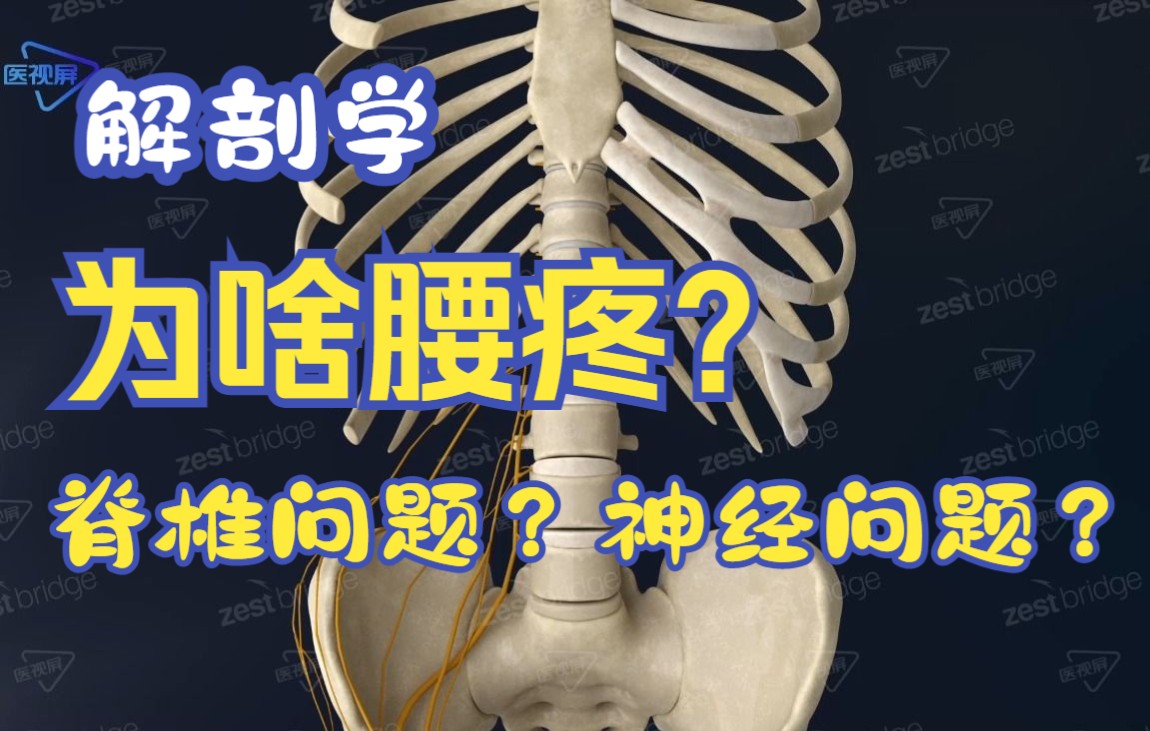 【局部解剖学】第一腰神经
