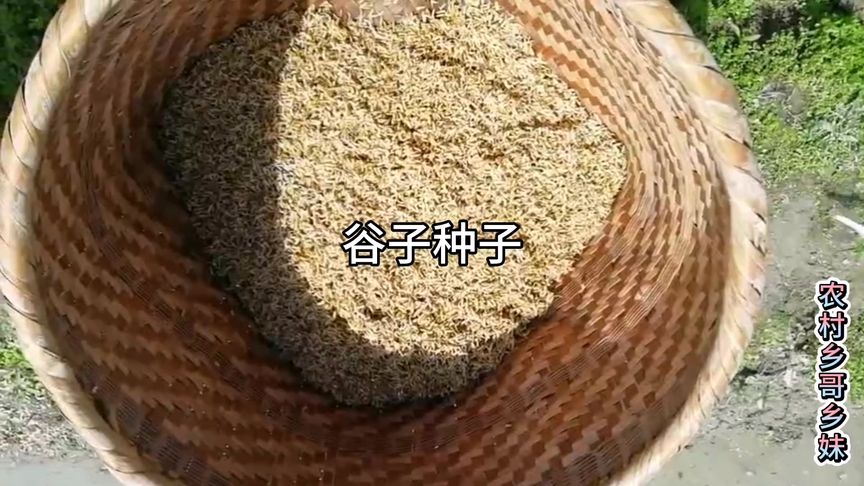 杂交水稻种植方法第一步,每亩起码增产10%以上,传统技术