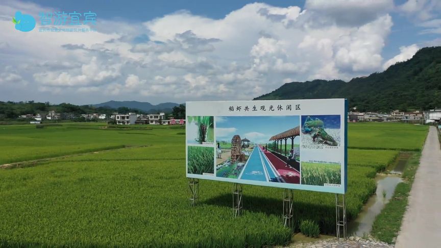 稻虾共生观光休闲区 #稻田风光 #振兴乡村 #田园生活 #乡野田间