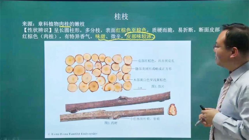 师承与专长--桂枝的实用与鉴定