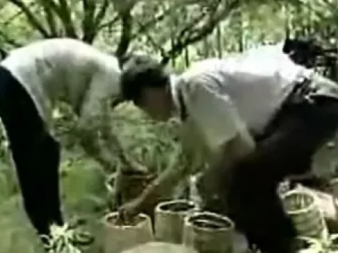 2010-08-07 农技之窗——杨梅丰产栽培技术