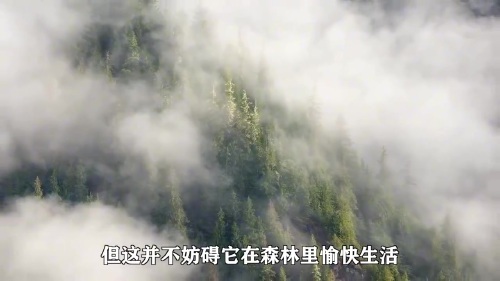 熊:我活得好好的,动物保护组织为何不放过我?
