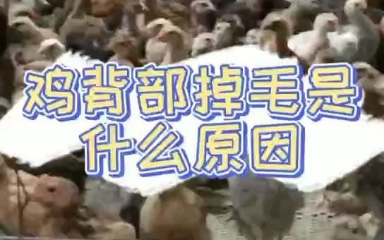 鸡背部脱毛是怎么解决 鸡脱毛用什么药治疗 鸡背上的毛秃了什么原因 ...