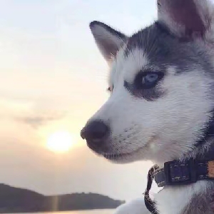 心向灵犀 