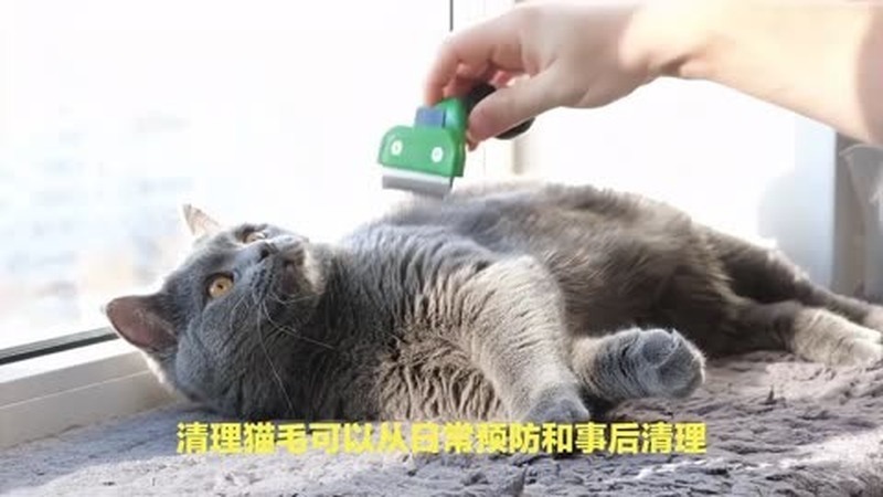 猫毛应该怎么能弄干净
