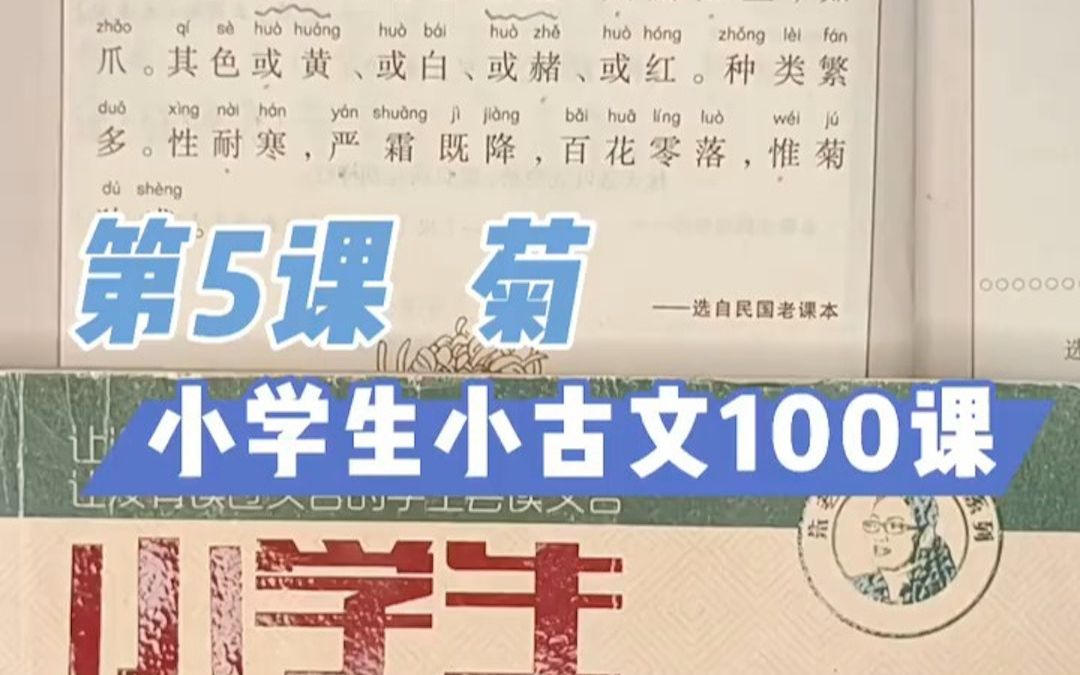 第5课 《菊》 低年级小朋友学习小古文的额外好处