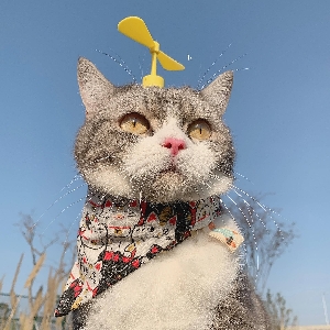 给你一千只星星 