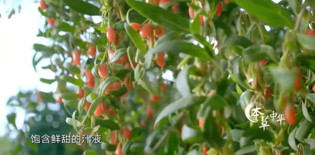 带你了解宁夏枸杞