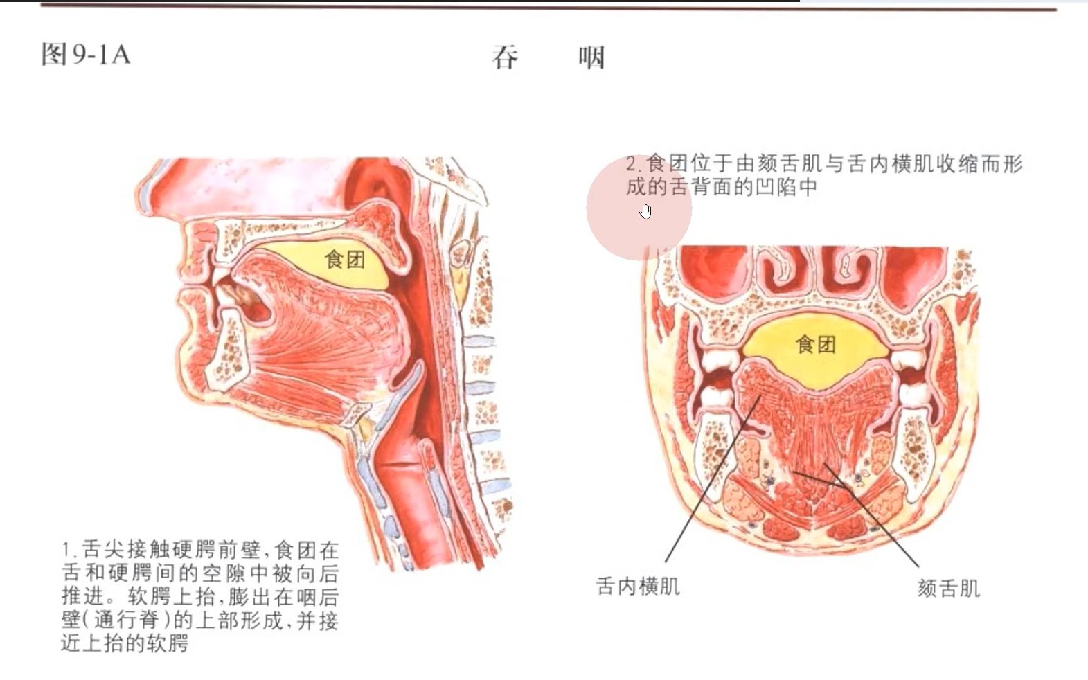 【解剖】吞咽的过程