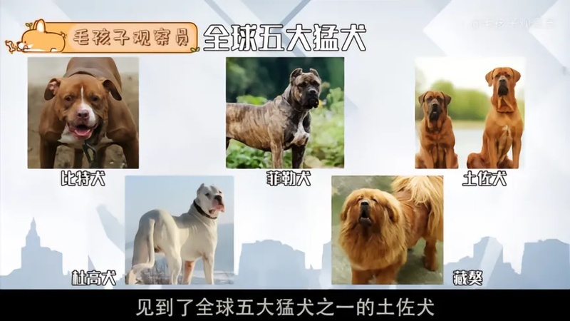 全球五大猛犬:比特犬、杜高犬、菲勒犬、土佐犬、藏獒.