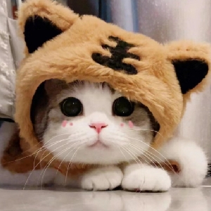 皮卡丘见过汪苏泷版 