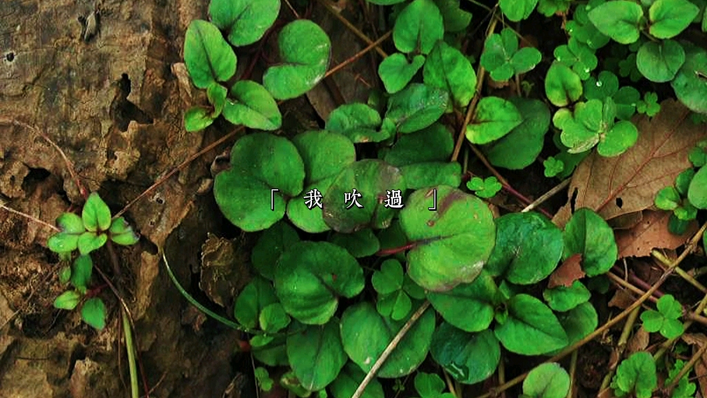 魅力中草药每日一药之金钱草