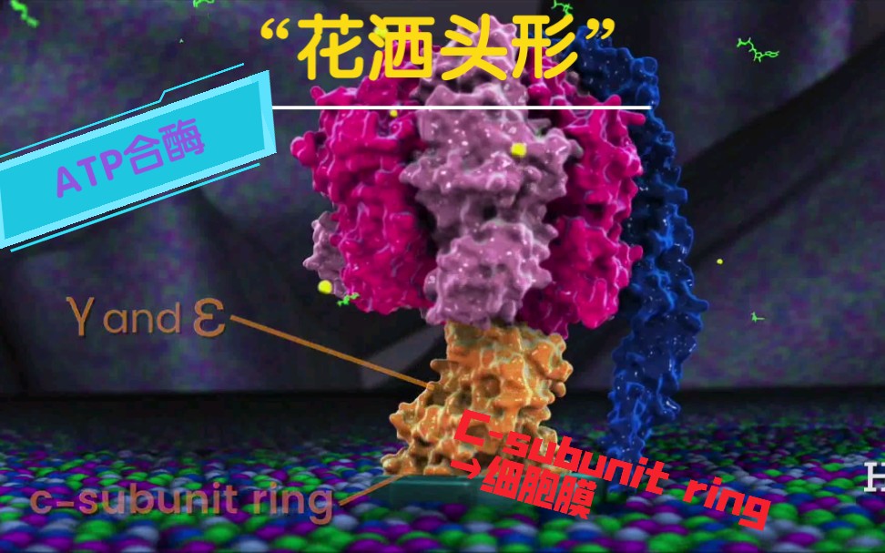 (中英双字幕)ATP合酶结构和反应过程