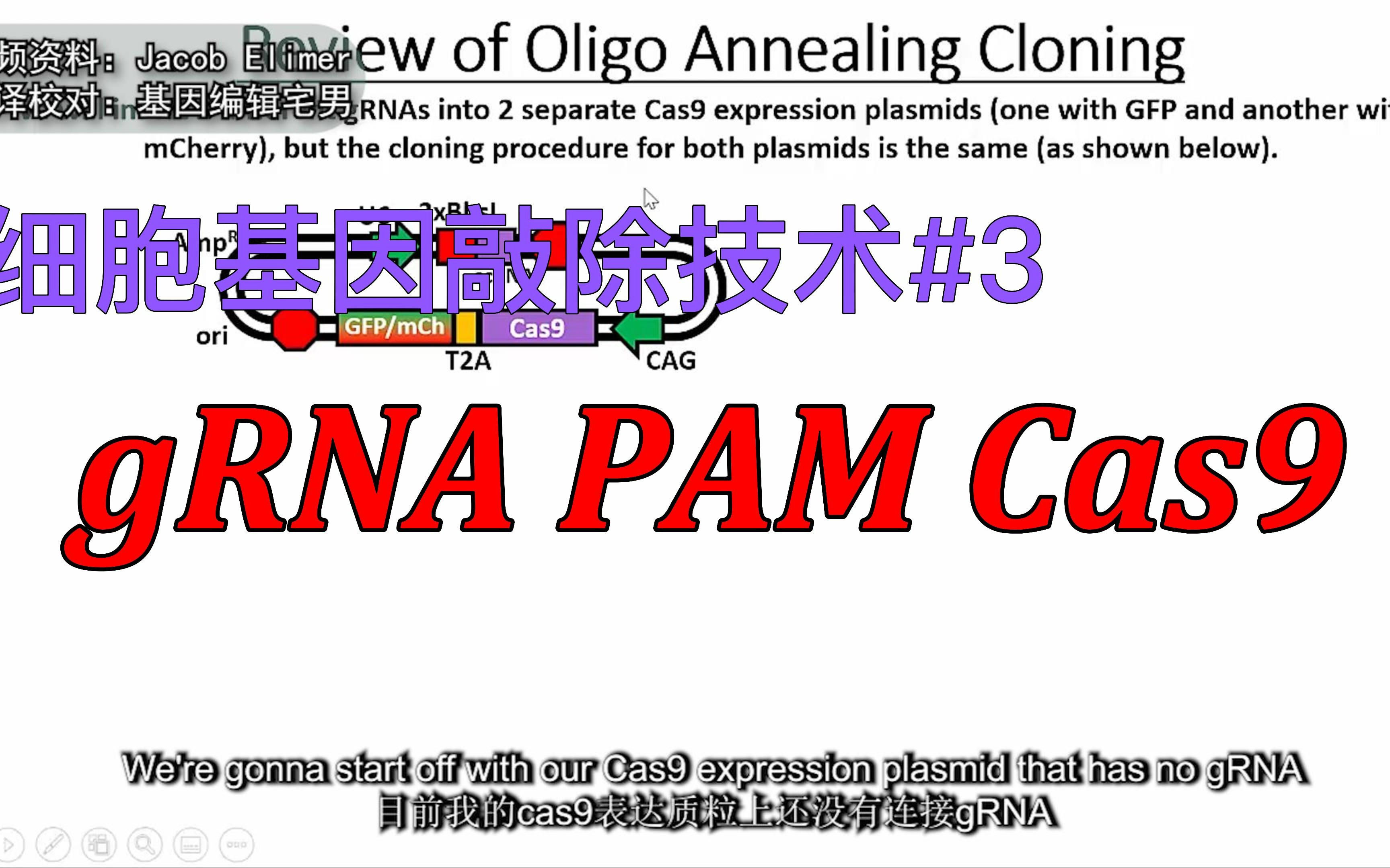细胞基因编辑技术:gRNA、PAM、Cas9 #3