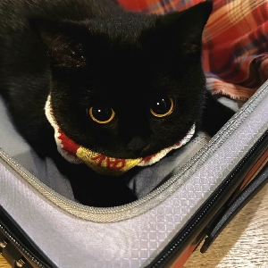 略过还是掠过 