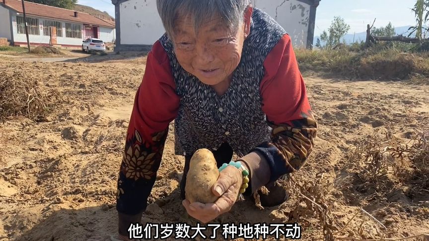 内蒙山区遇到80岁的老两口,最原始的方法起土豆,沙土地土豆好小