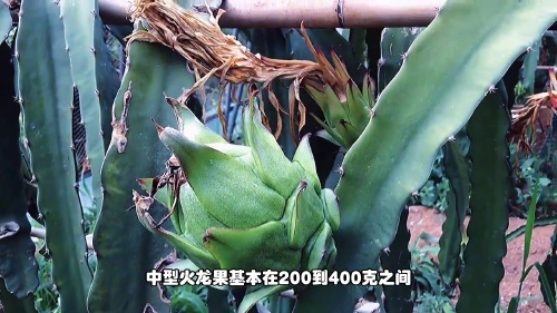 火龙果一个多少g