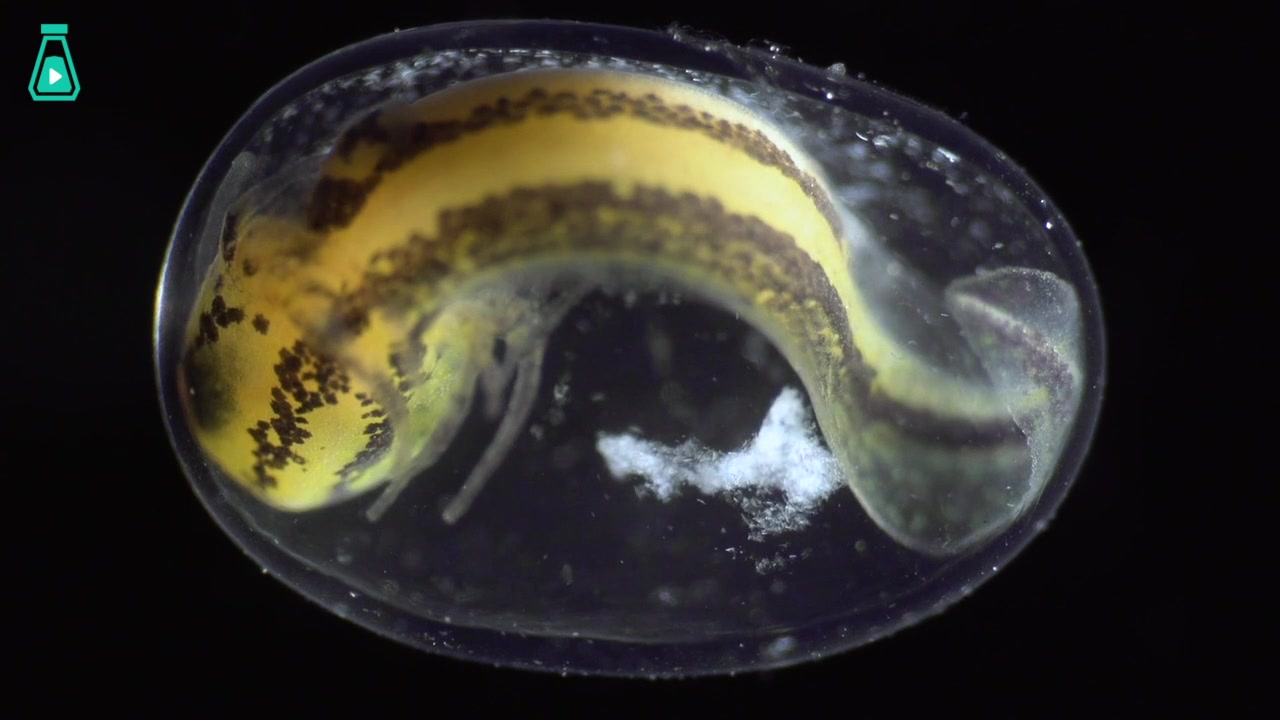 一个细胞成长为完整生命体的全过程,奇迹就是这样诞生的