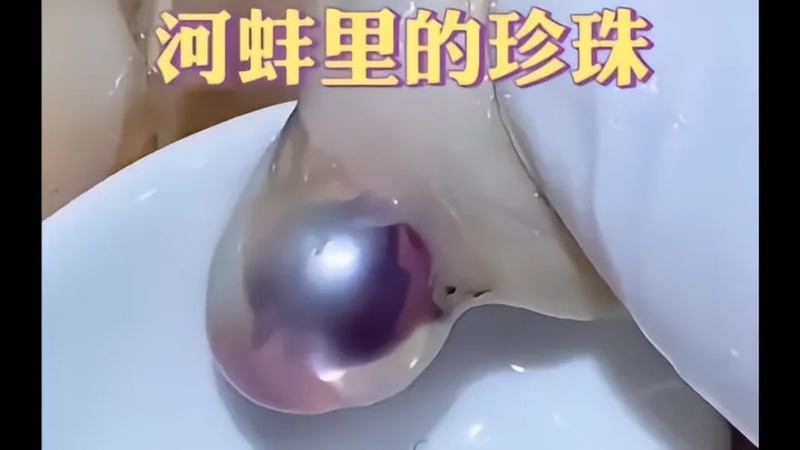 河蚌里的珍珠,艳丽的珍珠