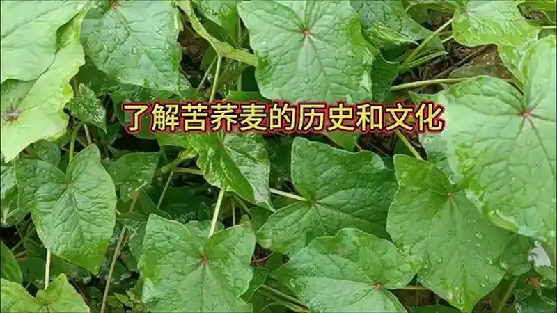 了解苦荞麦的历史和文化