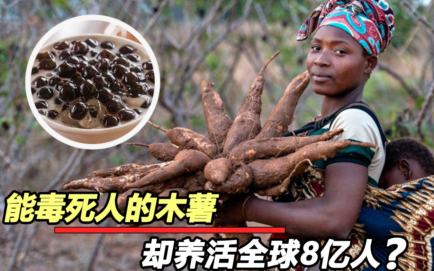 可毒死人的“木薯”,为何还养活了全球8亿人?成为富豪的美食!