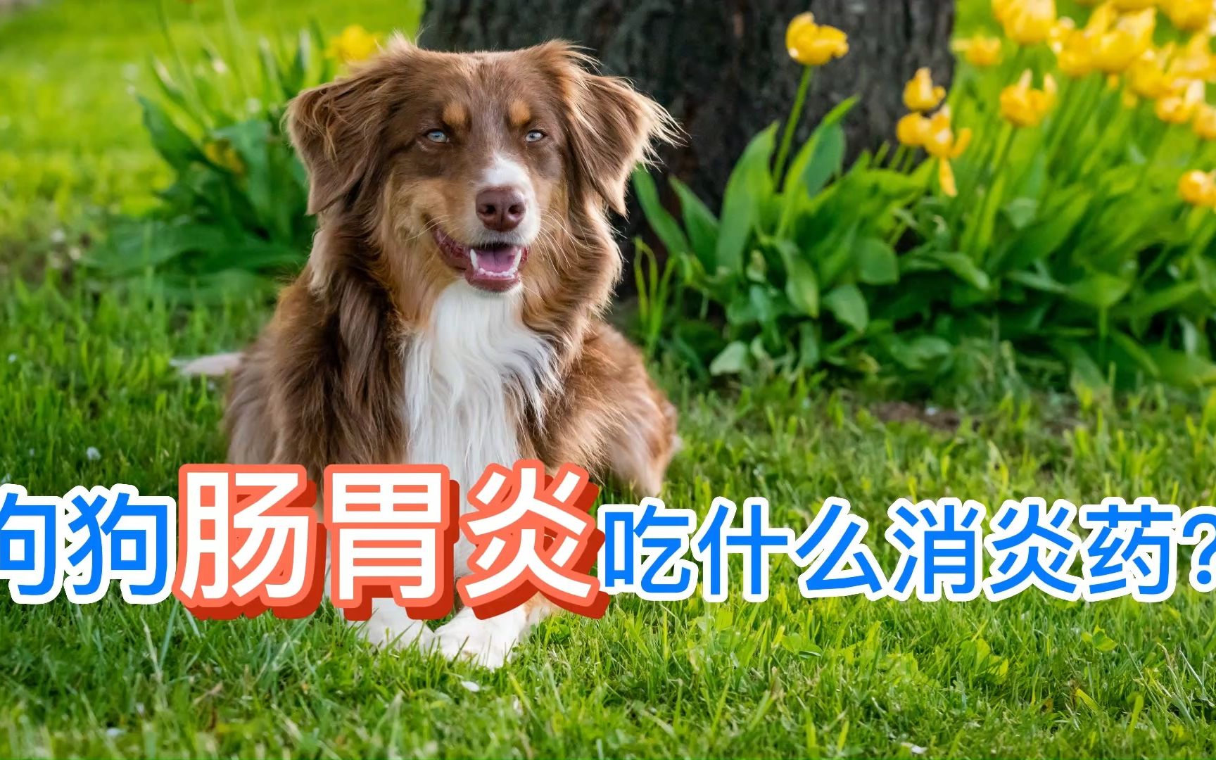 狗狗肠胃炎吃什么消炎药