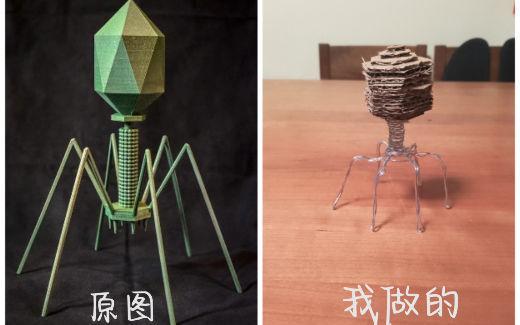 噬菌体——生物模型大赛