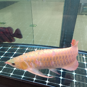 青青不敢玩 