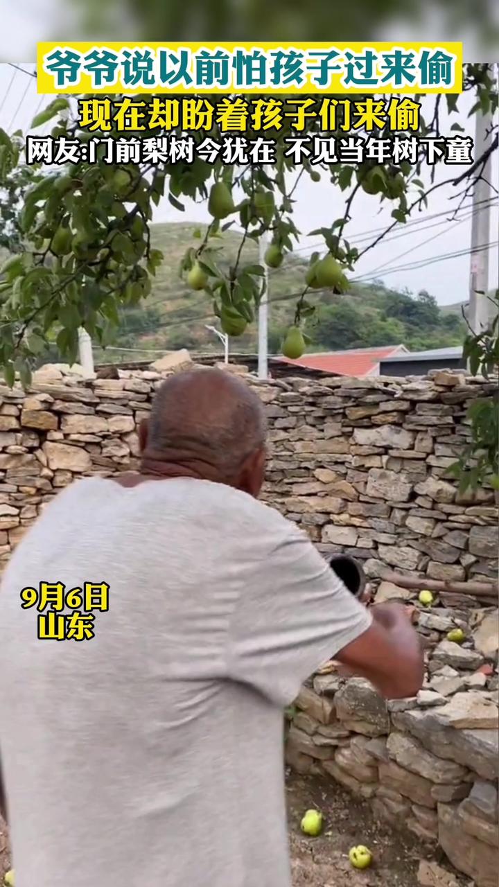 又到一年梨子成熟的时候,爷爷说,以前怕孩子来偷,现在却盼着孩子们来...