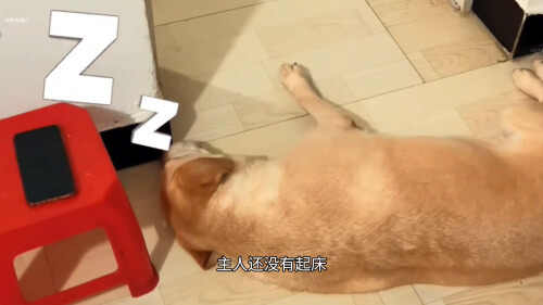 狗狗不但会买菜,而且还喜欢占便宜,它太聪明了
