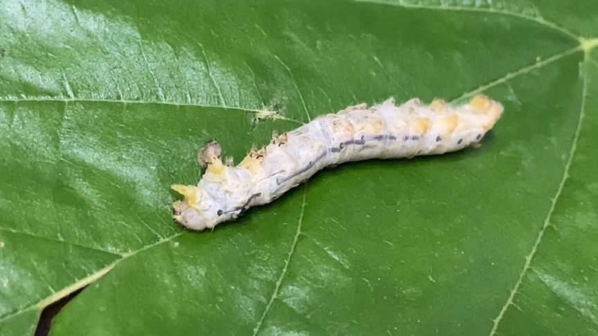 蚕宝宝蜕皮全过程