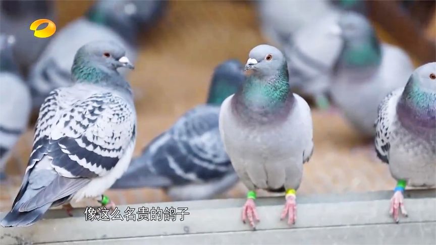 鸽子在上千里外的地方传递信息,全靠“恋巢”特性?|新闻大求真
