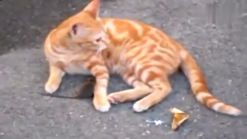 猫咪抓老鼠抓了放放了又抓,老鼠被玩的都奔溃了