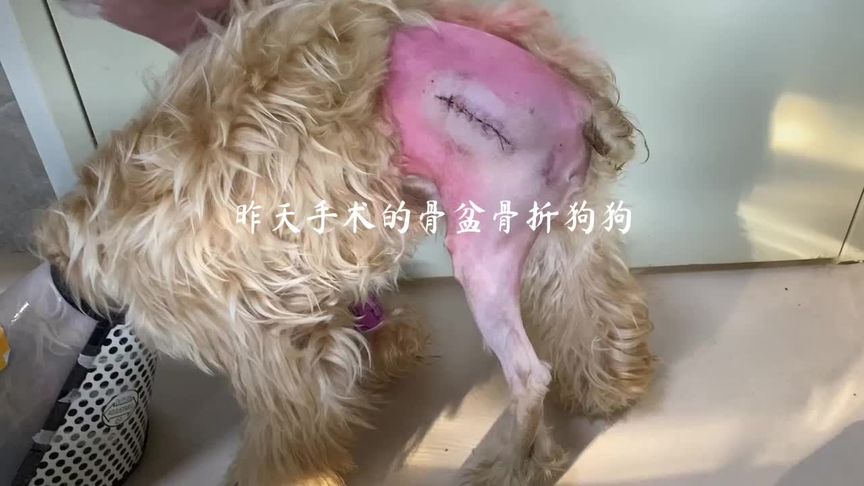 昨天手术的骨盆骨折的狗狗和前天手术的髌骨移位的狗狗都恢复得…