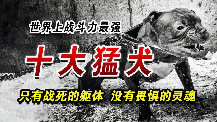 世界上战斗力最强的10大猛犬,只有战死的躯体,没有畏惧的灵魂