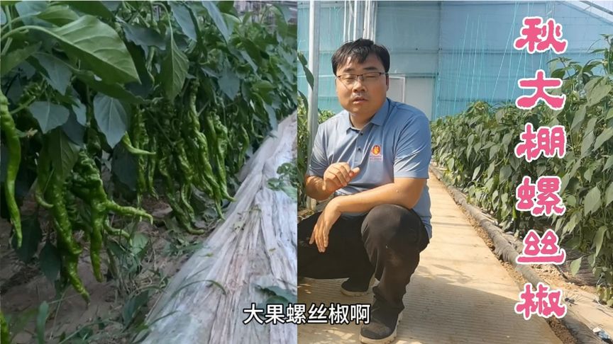 秋大棚辣椒首选螺丝椒,辣椒发展的新趋势,强烈推荐菜农种植!