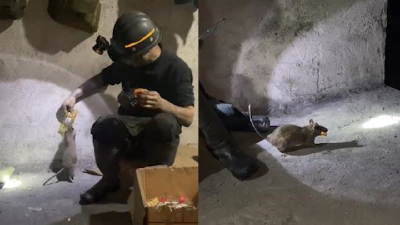 矿工在煤矿洞经常喂老鼠,老鼠像宠物般认人抚摸:矿井里的安全员