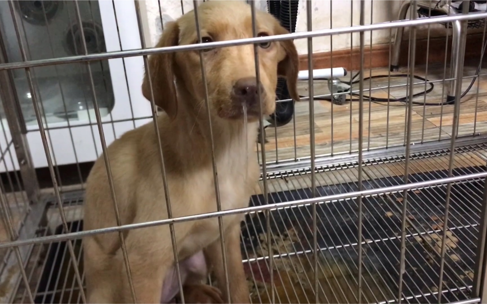 被人遗弃的细小病毒狗狗,最后狗狗.