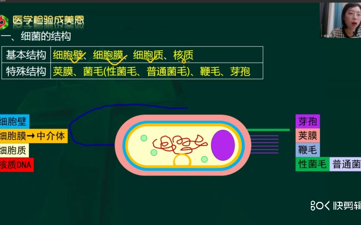 细菌的结构——医学检验成美恩