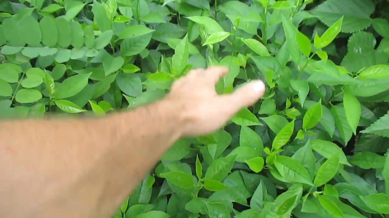 用种子种植刺槐