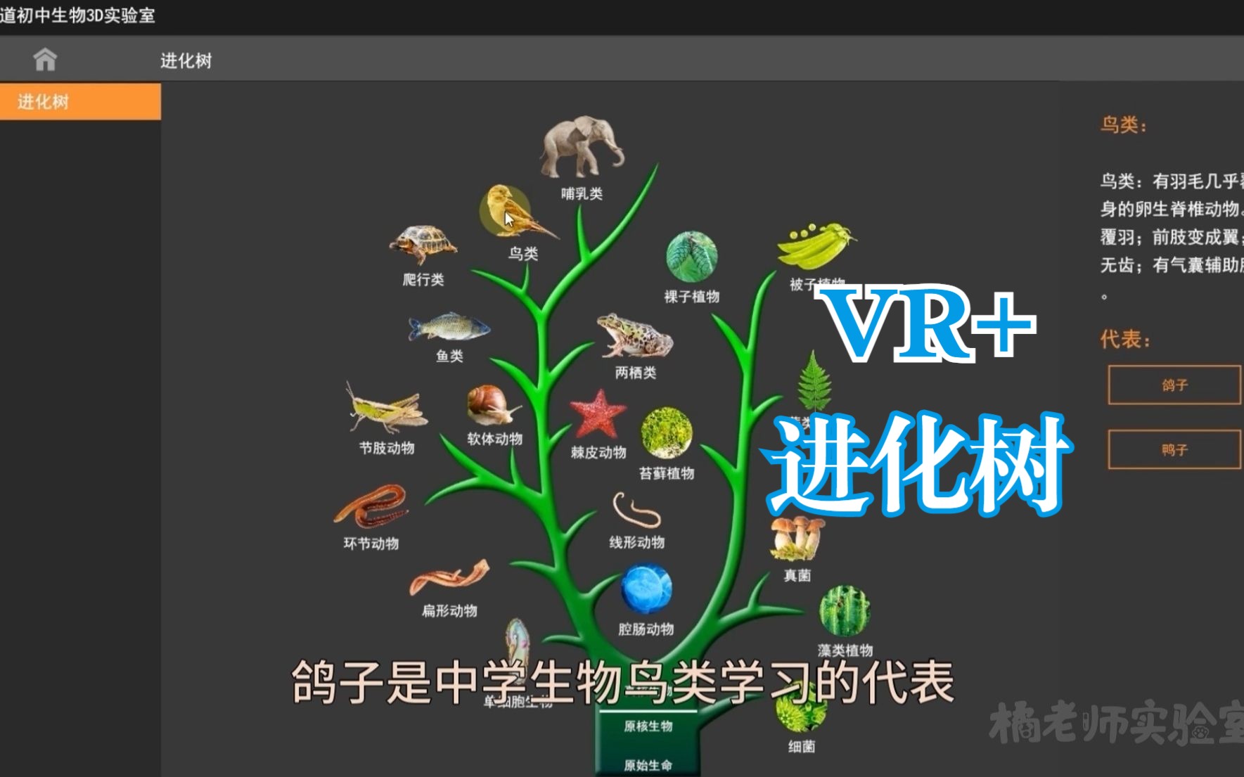 橘老师课堂第871期【初中生物】进化树-鸽子