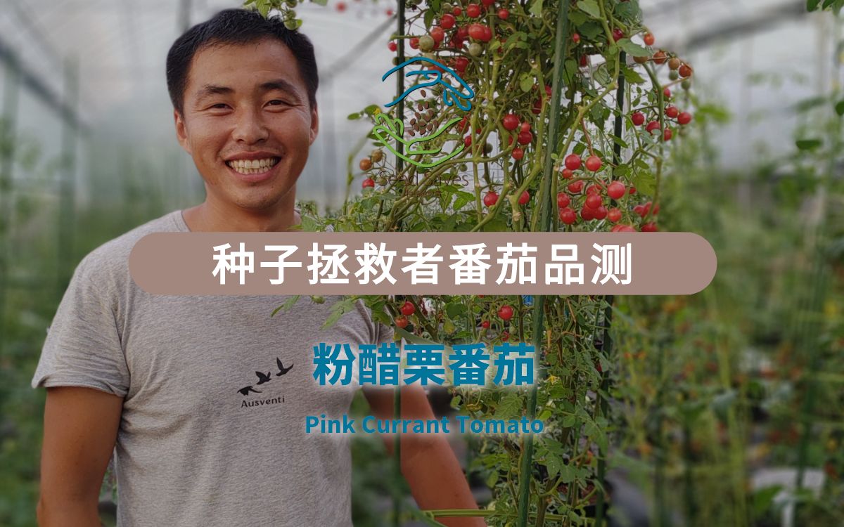 【吃番茄是我的工作】品测粉醋栗番茄 Pink Currant Tomato